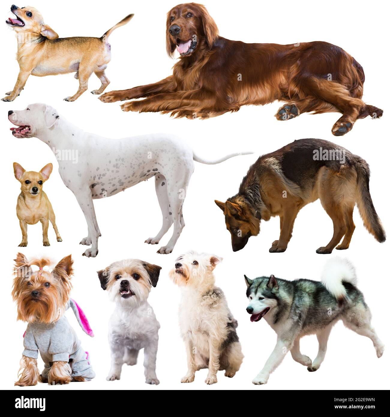 Large group of dogs isolated on a white background Stock Photo - Alamy