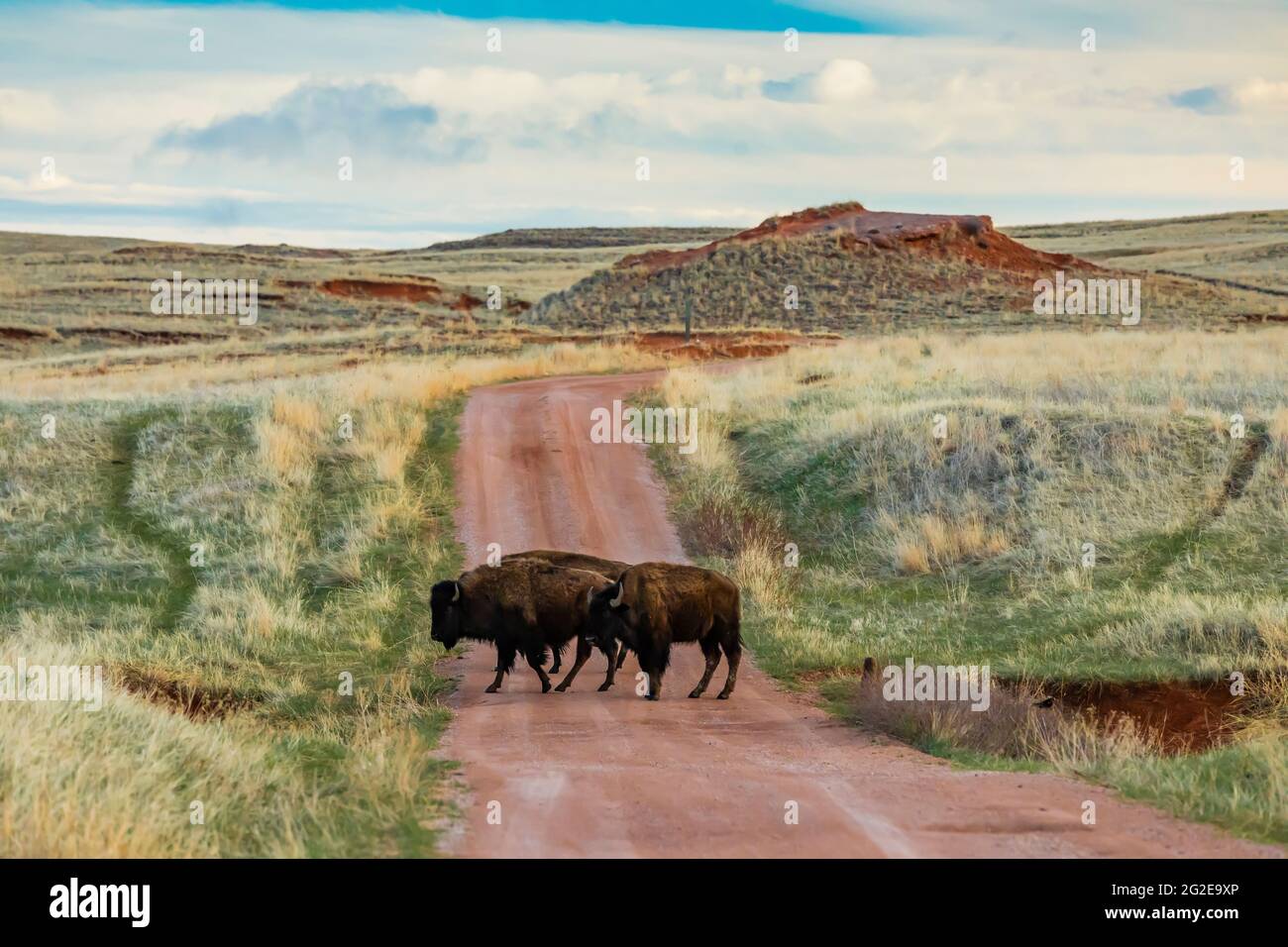 Bison crossing the road hi-res stock photography and images - Alamy