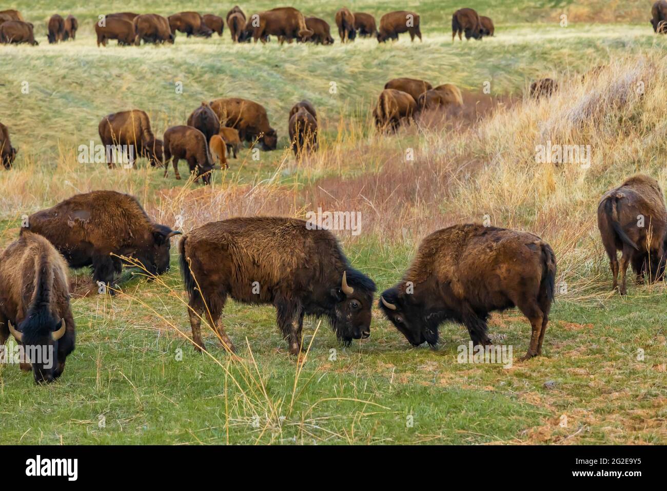 American Bison or Buffalo, Bison bison, on the grasslands of Wind Cave ...