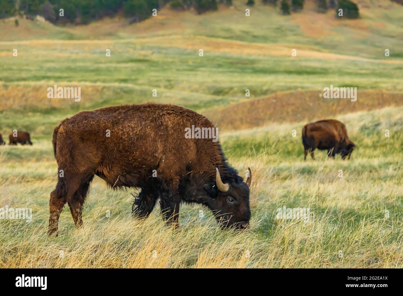 American Bison Buffalo Wind Cave High Resolution Stock Photography and ...