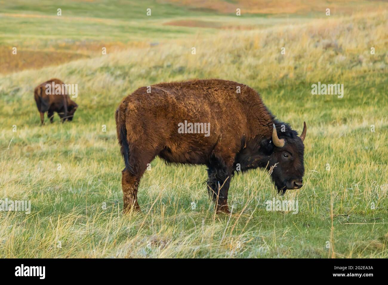 American Bison or Buffalo, Bison bison, on the grasslands of Wind Cave ...