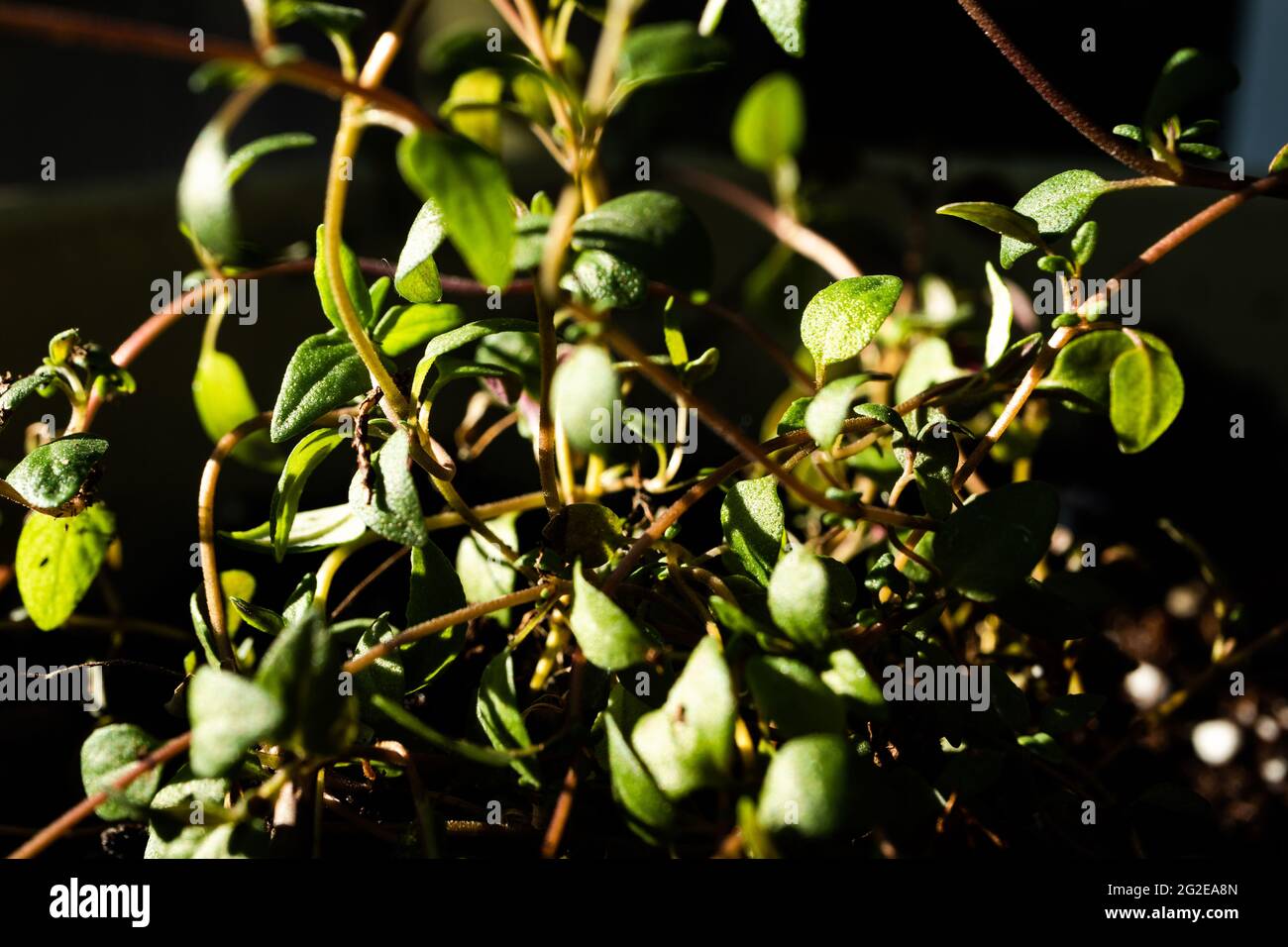 Tangled plant hi-res stock photography and images - Alamy