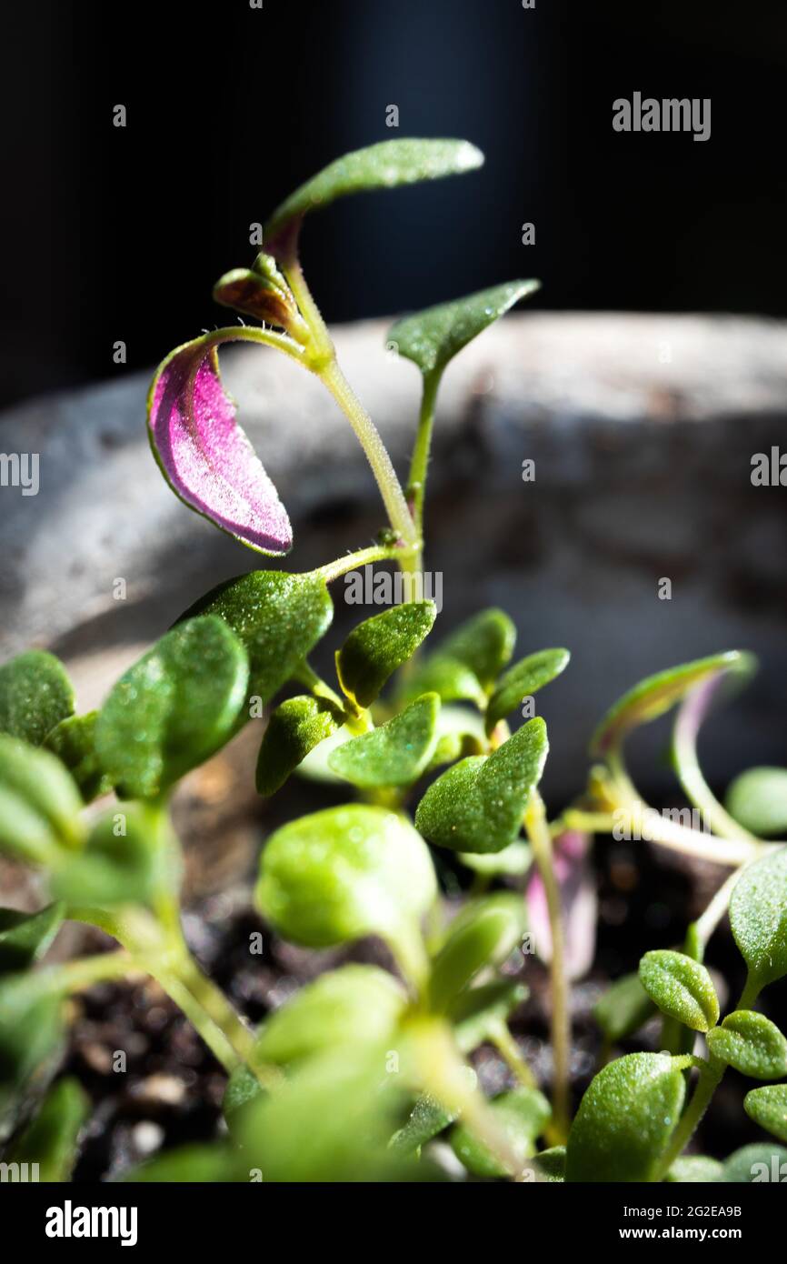 Several thyme thymus vulgaris hi-res stock photography and images - Alamy