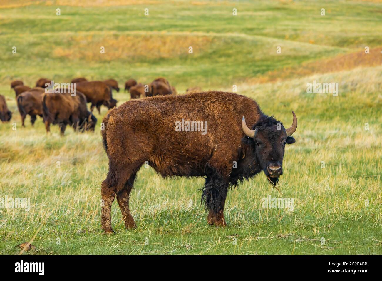 American Bison Buffalo Wind Cave High Resolution Stock Photography and ...