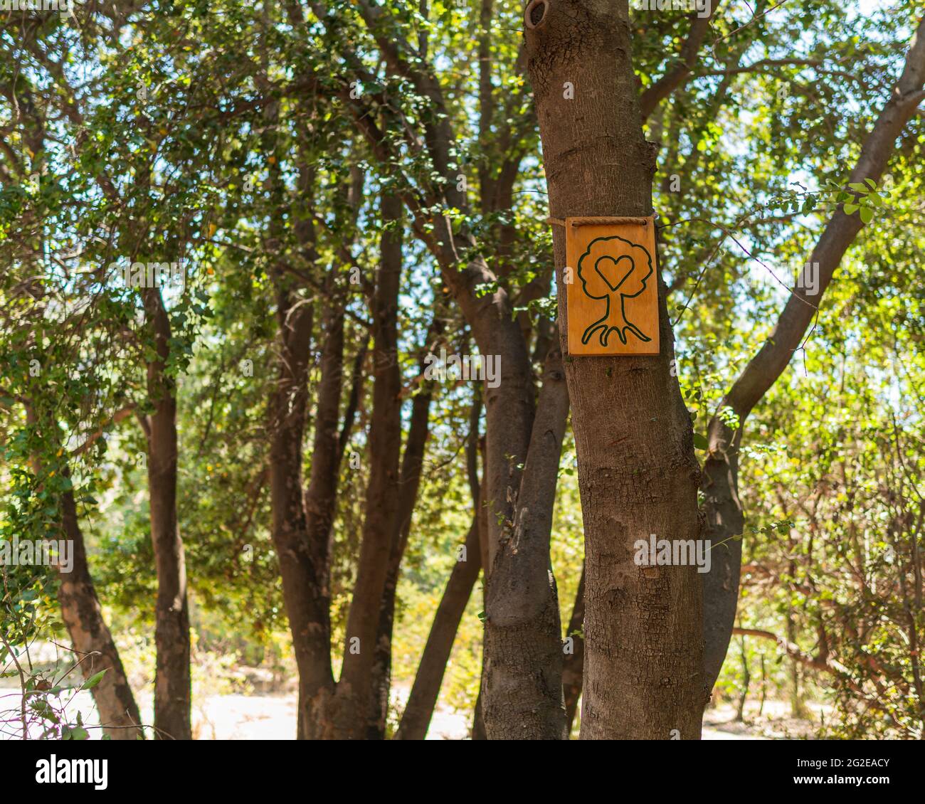 Tree with love sign on its trunk in an endemic forest in the rio ...