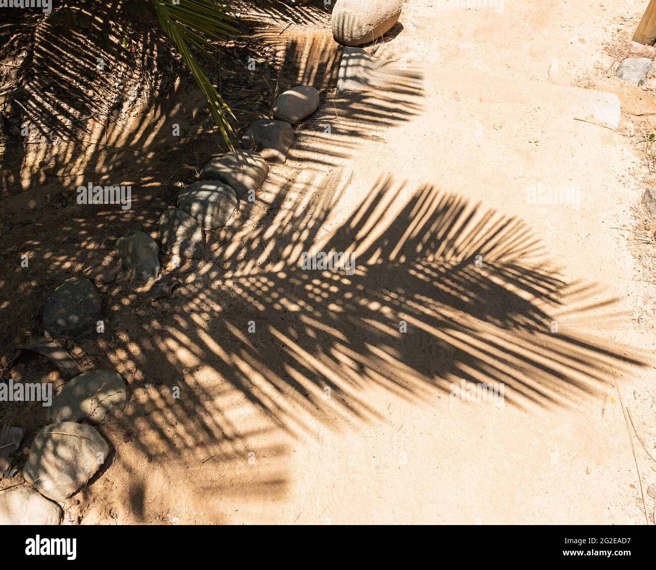 Chilean palm leaf shade in rio clarillo national park in santiago de ...