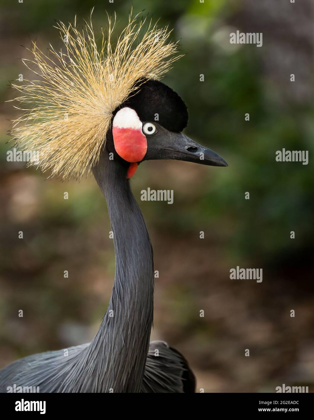 Grey Crowned Crane Stock Photo - Alamy
