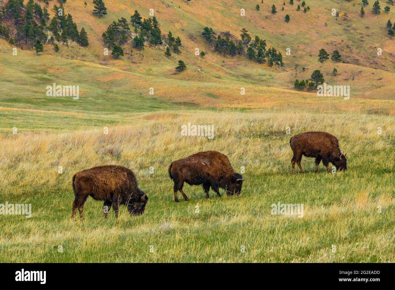 American Bison or Buffalo, Bison bison, on the grasslands of Wind Cave ...