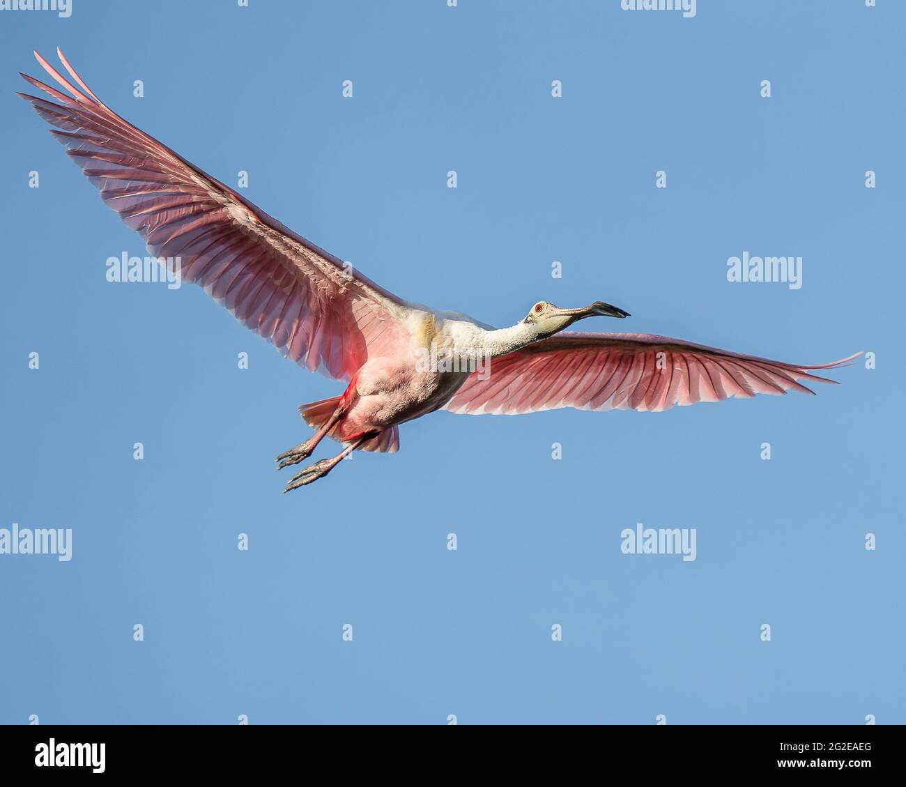 Roseate Spoonbill in Flight Stock Photo - Alamy