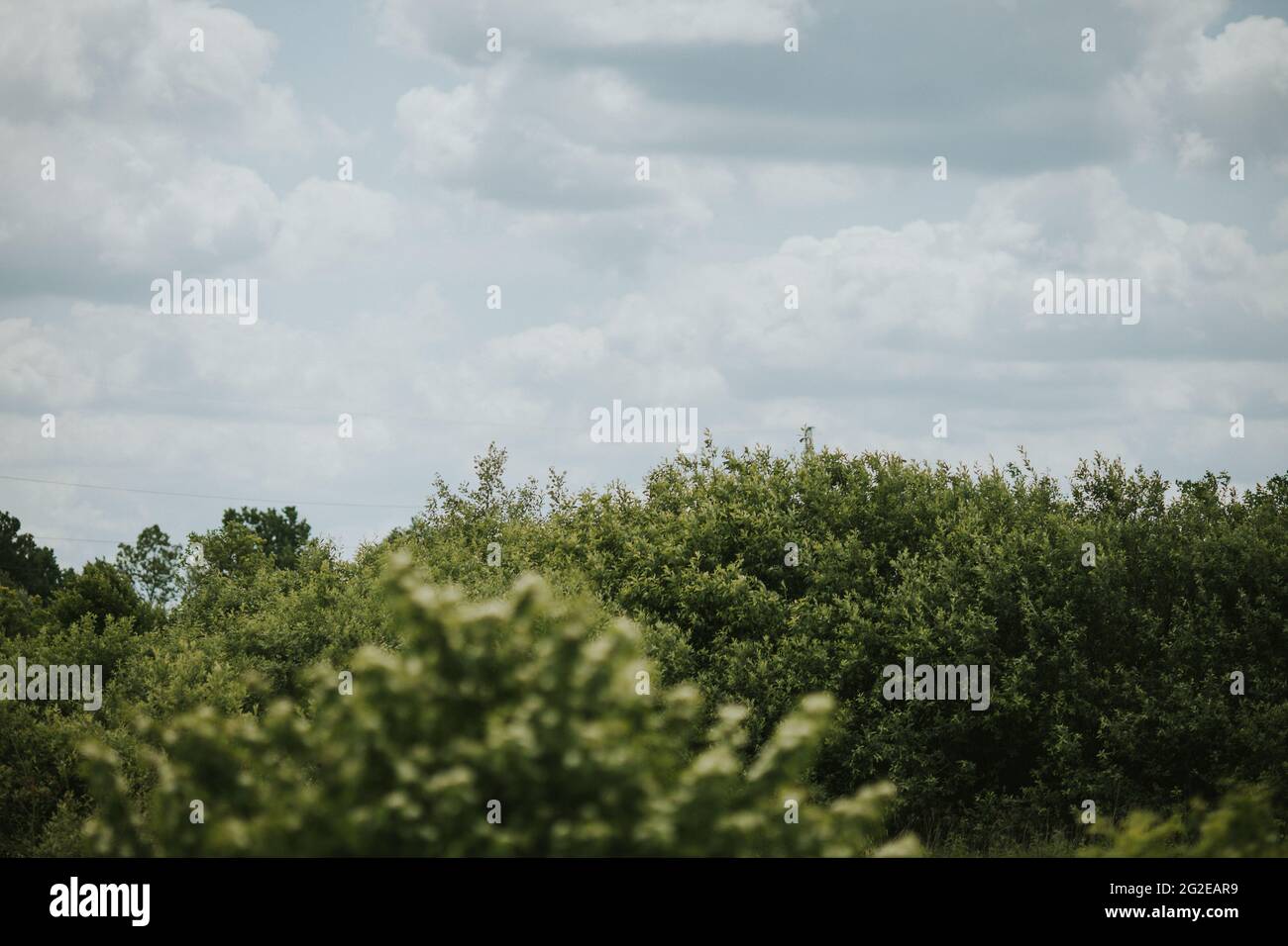 Beautiful view of a sunny natural scene with lush green trees under a ...