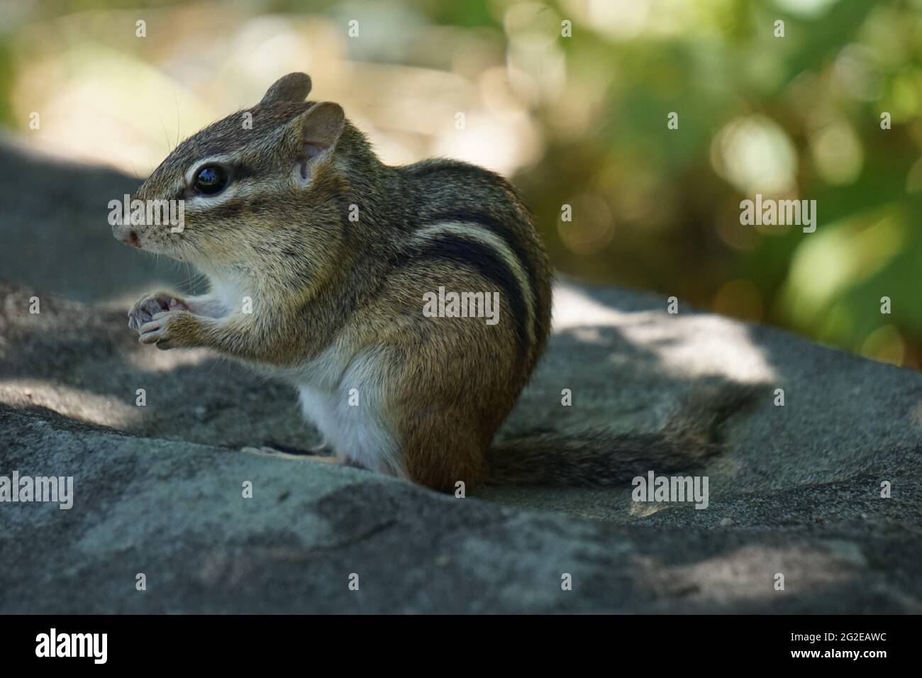 A chipmunk eating flower seeds Stock Photo - Alamy
