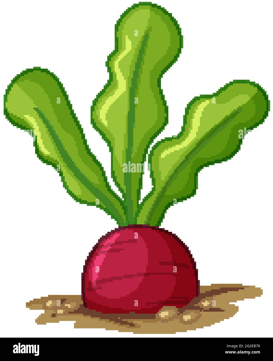 Radishes Clip Art