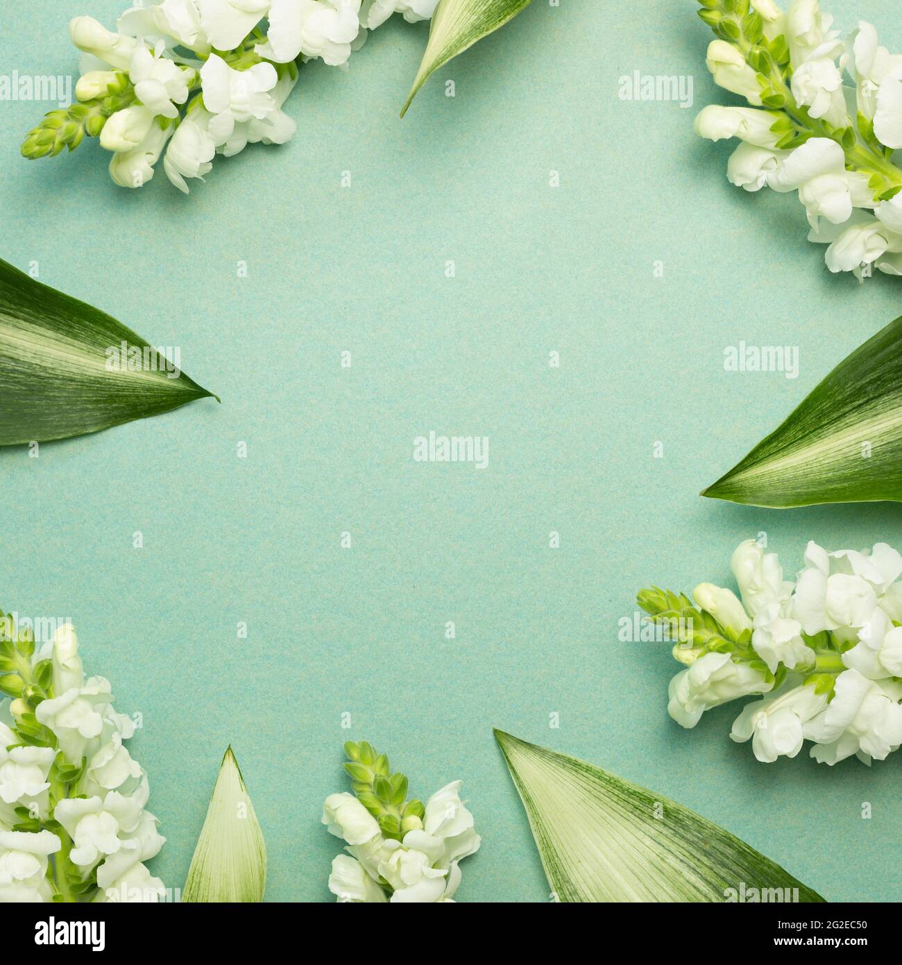 White snapdragon flowers on green background. flat lay, top view, copy ...