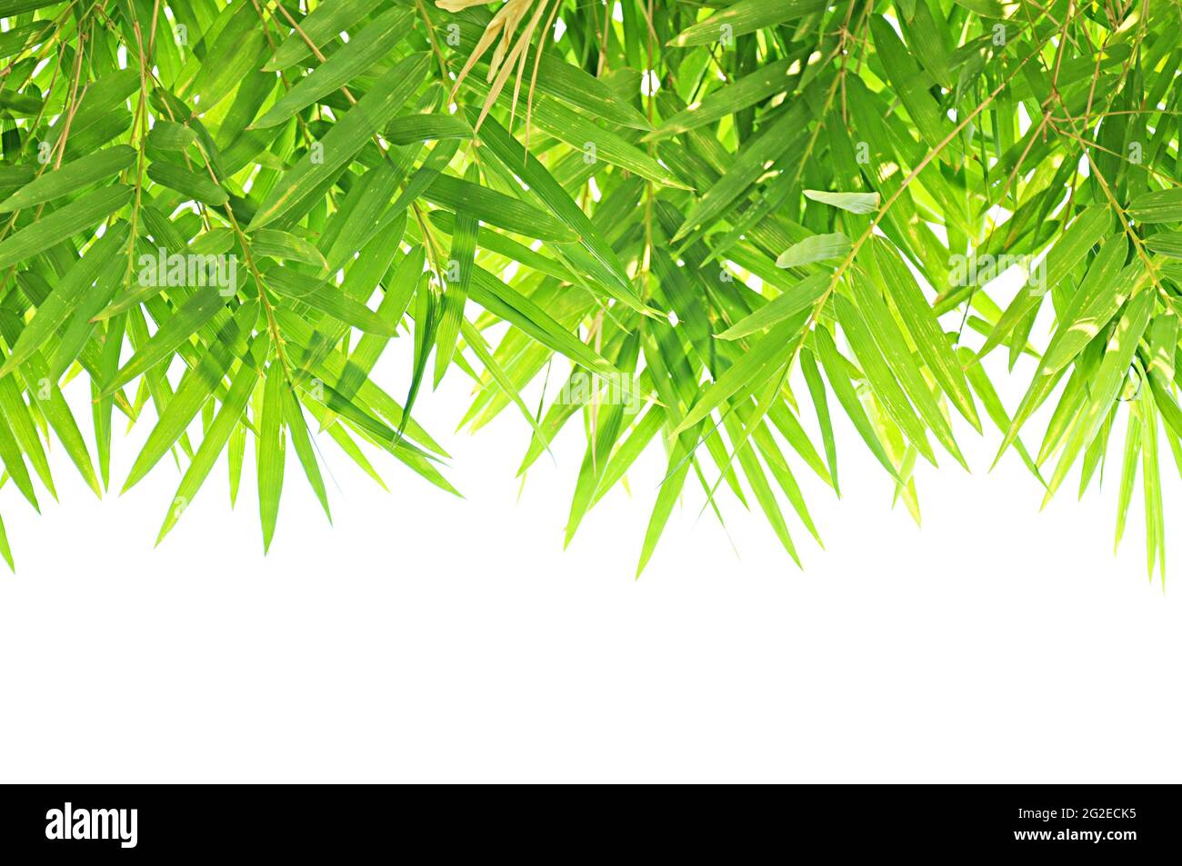 Bamboo leaves background Stock Photo - Alamy