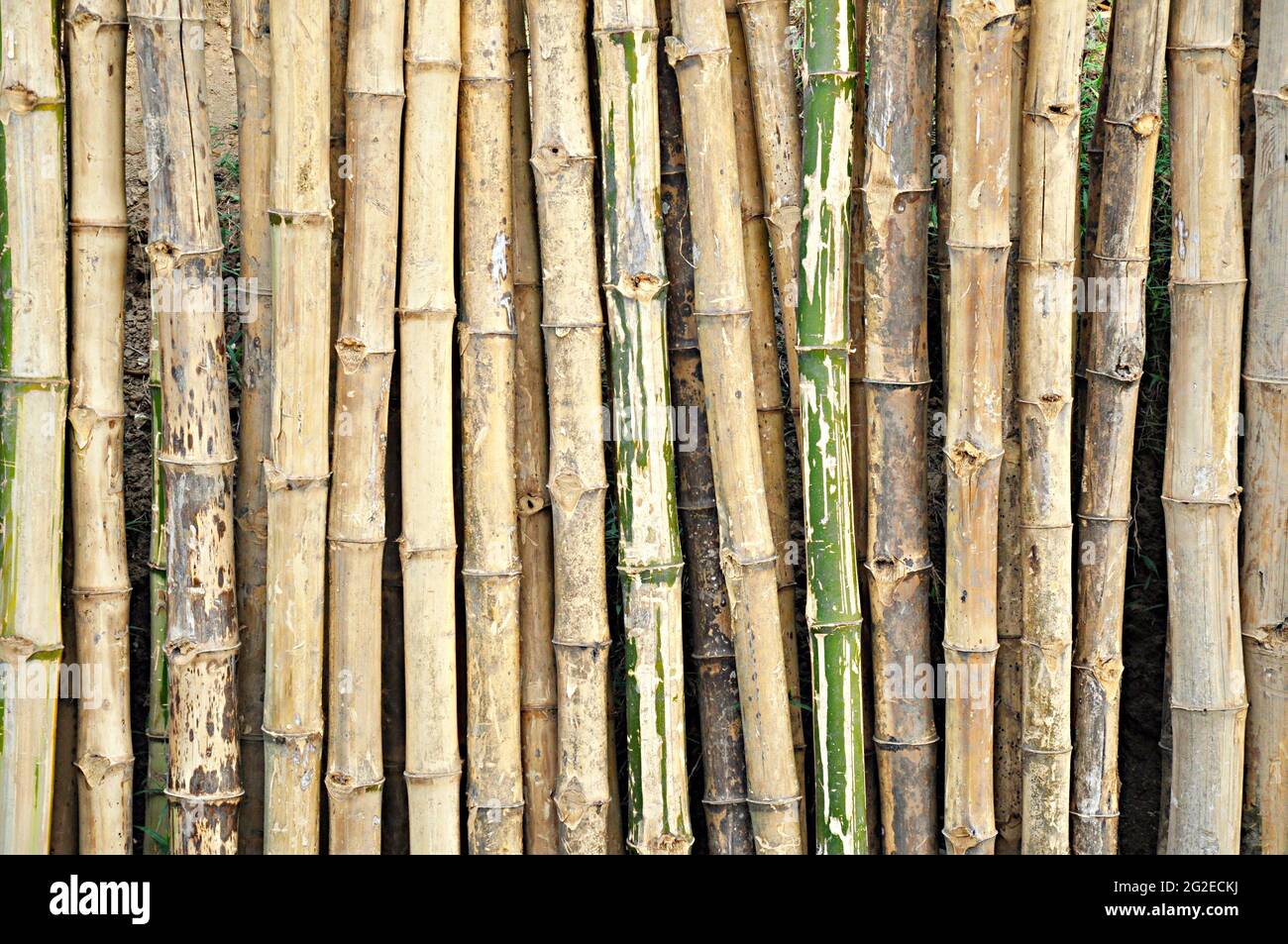 Dry bamboo background Stock Photo - Alamy