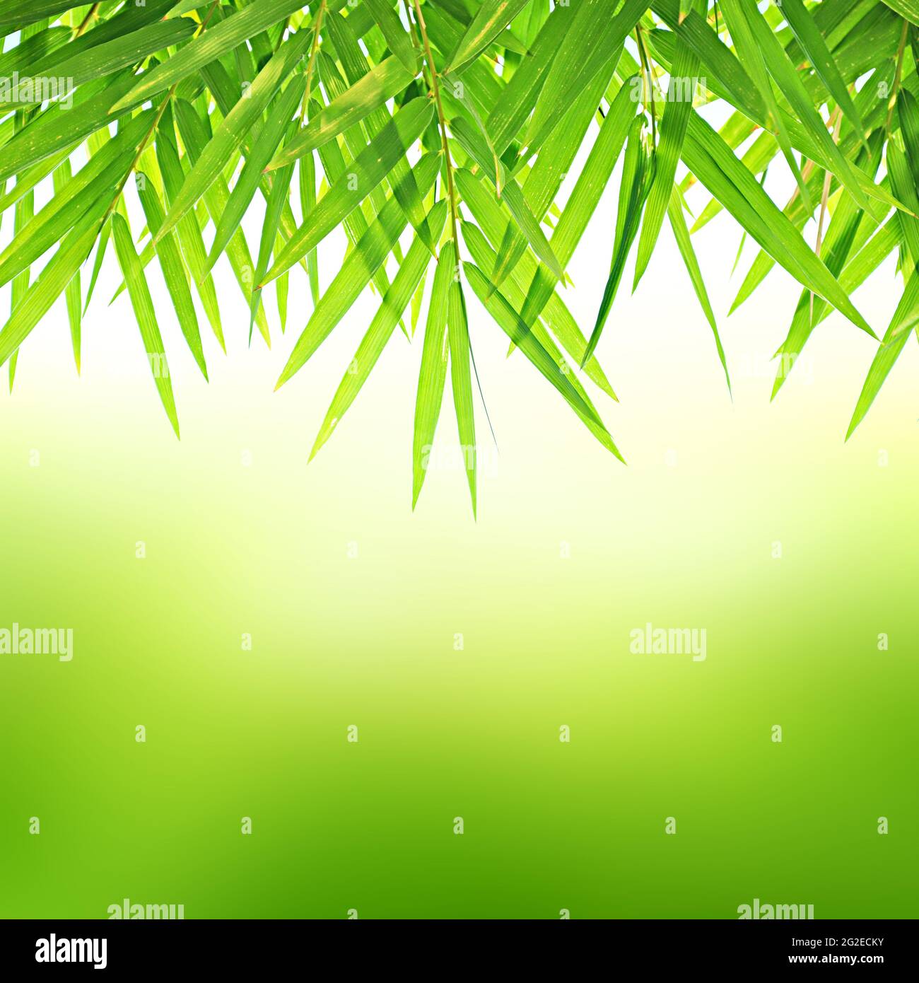 Green Bamboo leaf abstract background Stock Photo - Alamy