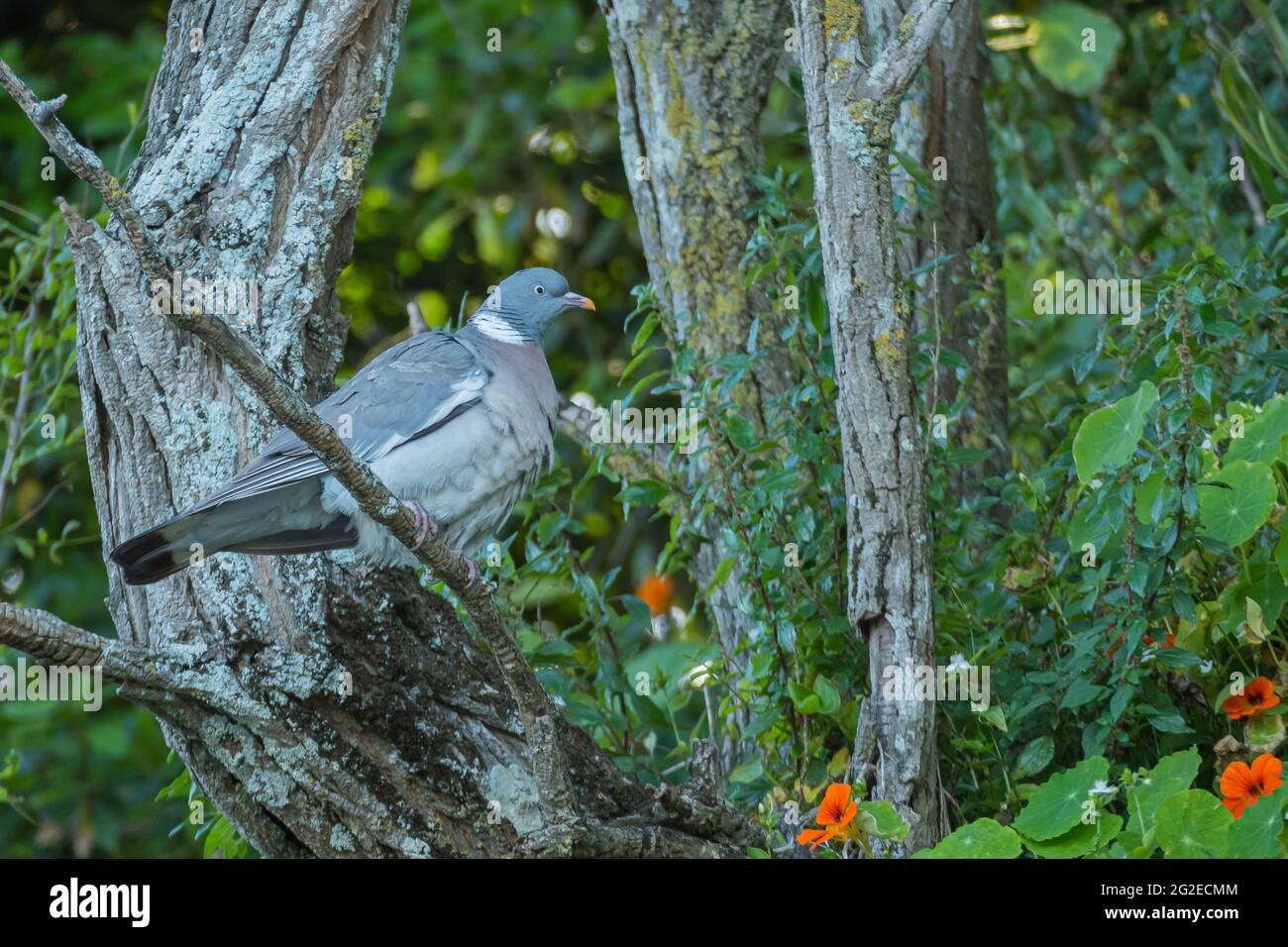 Common wood pigeon on tree hi-res stock photography and images - Alamy