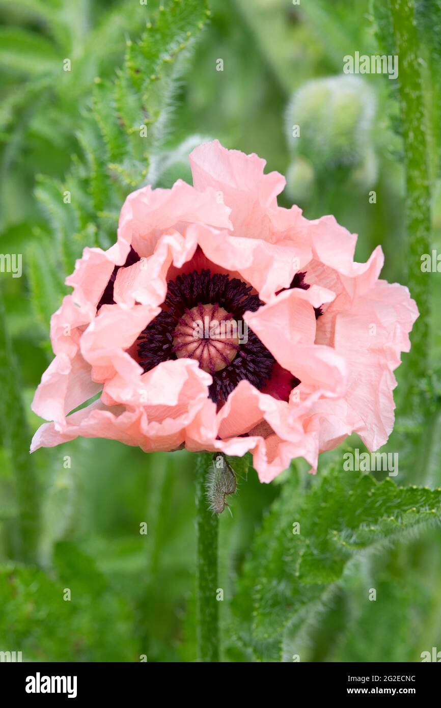 Botany papaveraceae oriental hi-res stock photography and images - Alamy