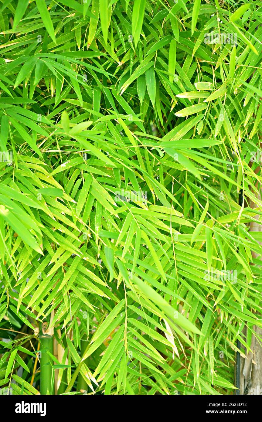 Bamboo leaves background Stock Photo - Alamy
