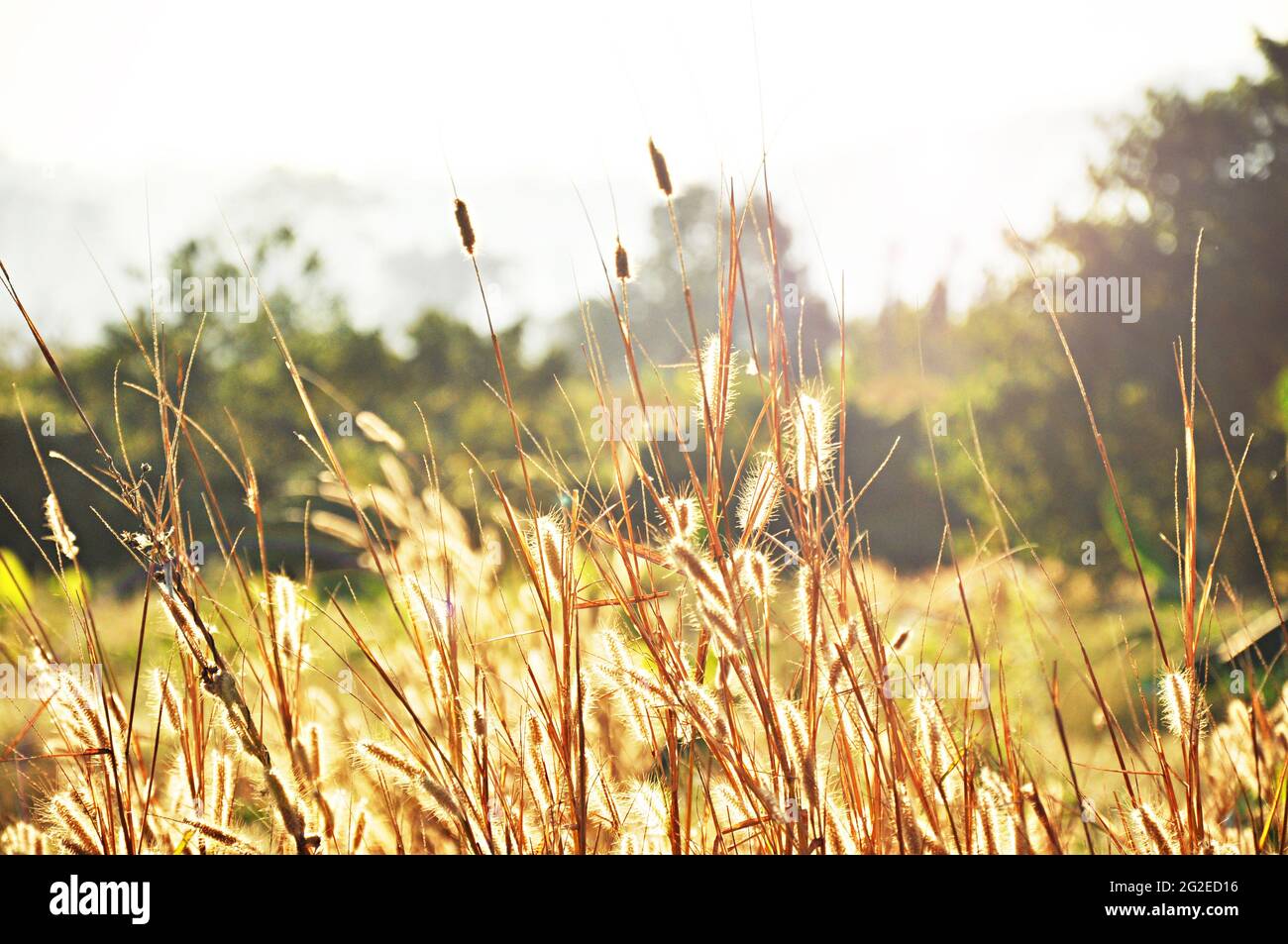 Dry brown stalk field hi-res stock photography and images - Alamy