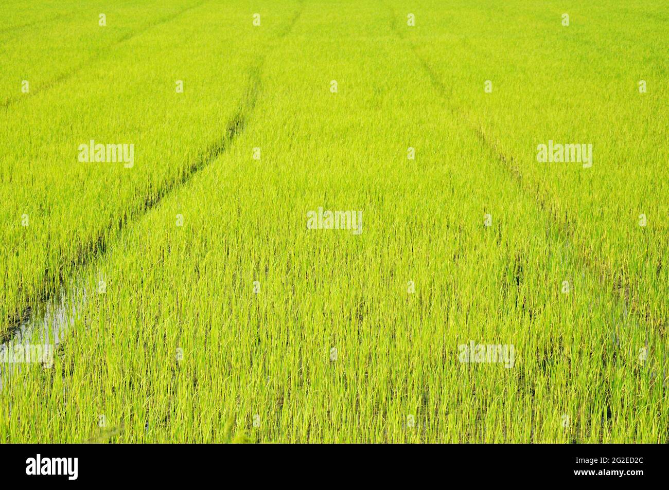 Green rice field Stock Photo - Alamy