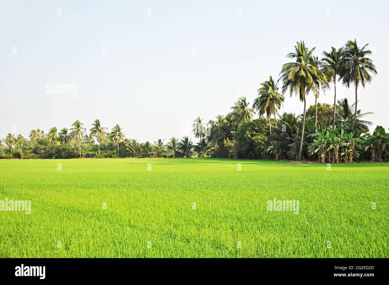 Rice field scenery in countryside of Thailand Stock Photo - Alamy
