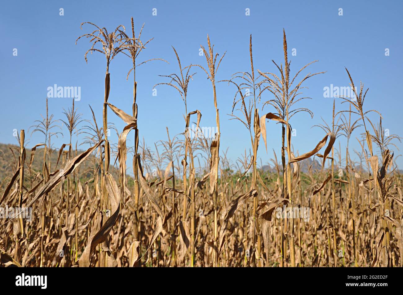Dry corn stalks in the field Stock Photo - Alamy