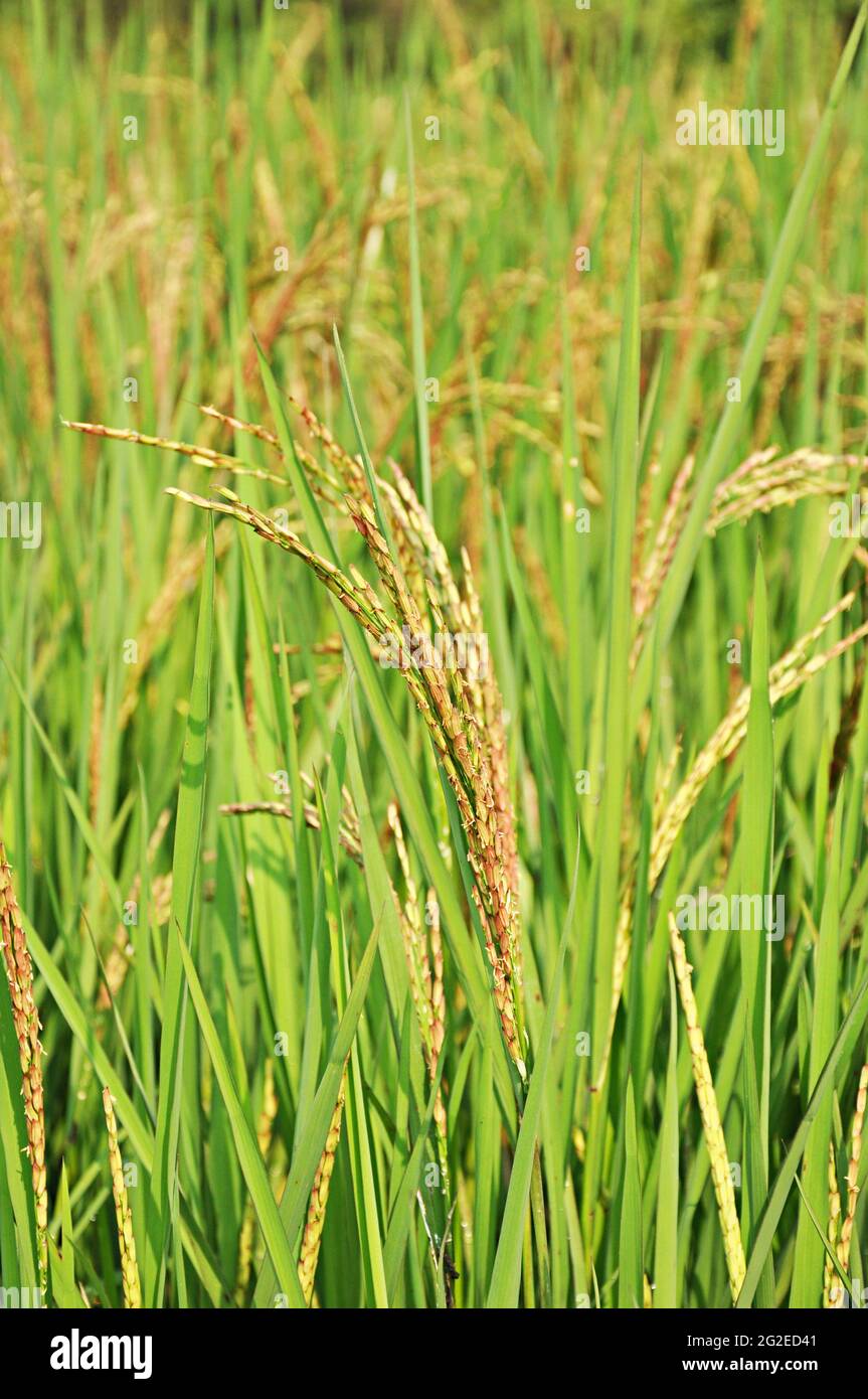 Ears of rice in the rice field Stock Photo - Alamy