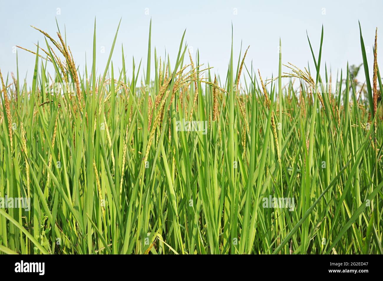 Awn flowers hi-res stock photography and images - Alamy