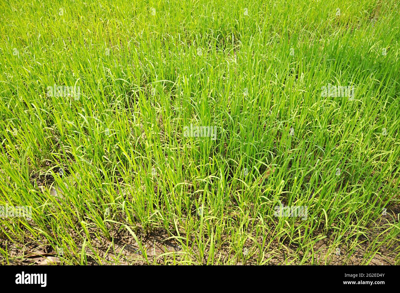 Green rice field Stock Photo - Alamy