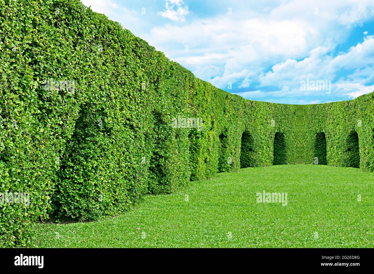 green dwarf tree wall Stock Photo - Alamy