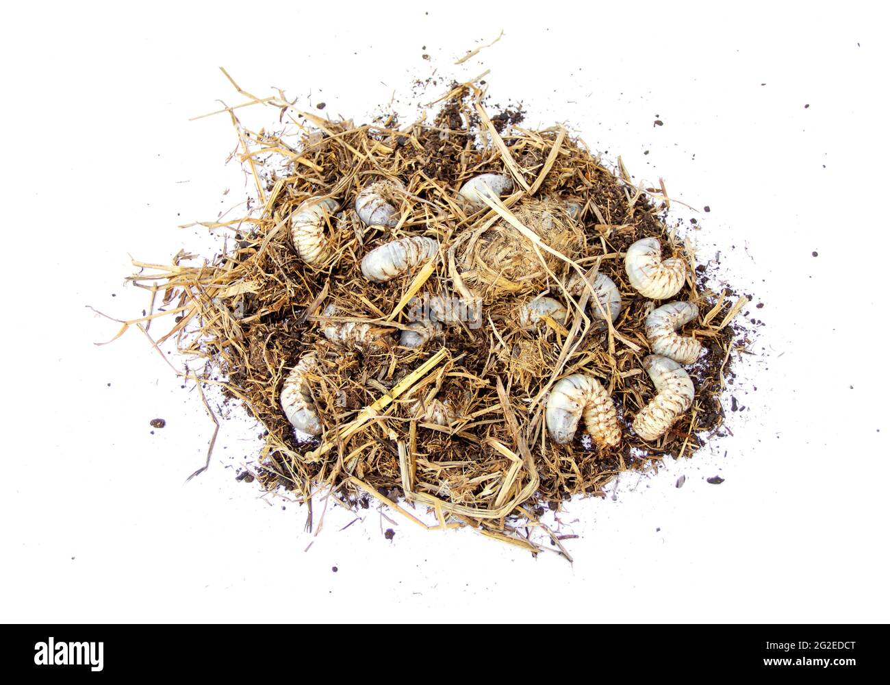 Straw worm hi-res stock photography and images - Alamy