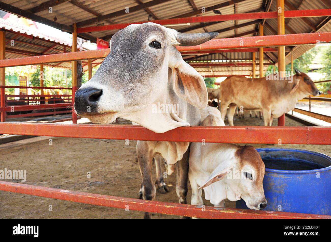 Cattles in the corral Stock Photo - Alamy
