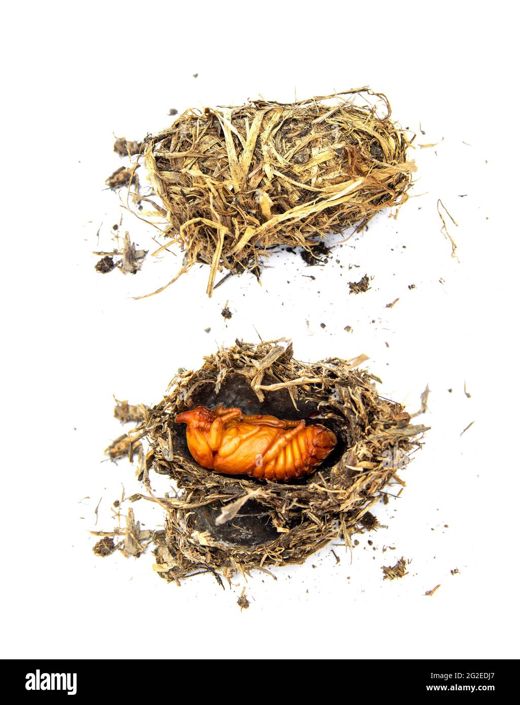 Pupa of coconut rhinoceros beetle that created a hole from the straw is ...