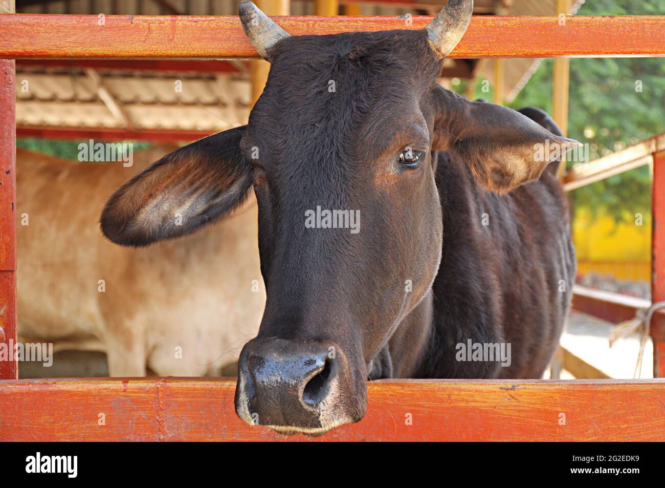 Oxes in the farm Stock Photo - Alamy