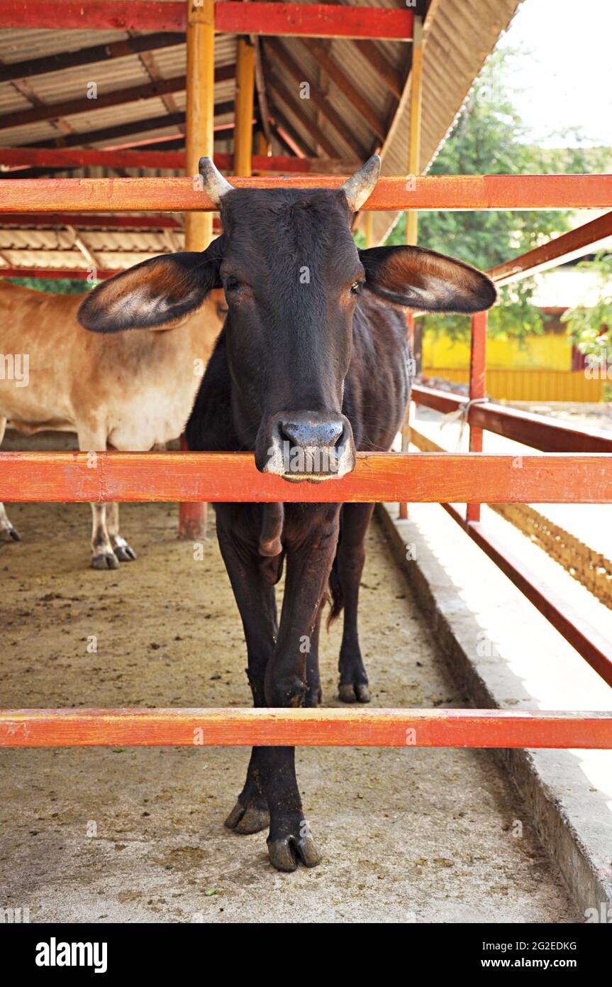 Ox in farm hi-res stock photography and images - Alamy