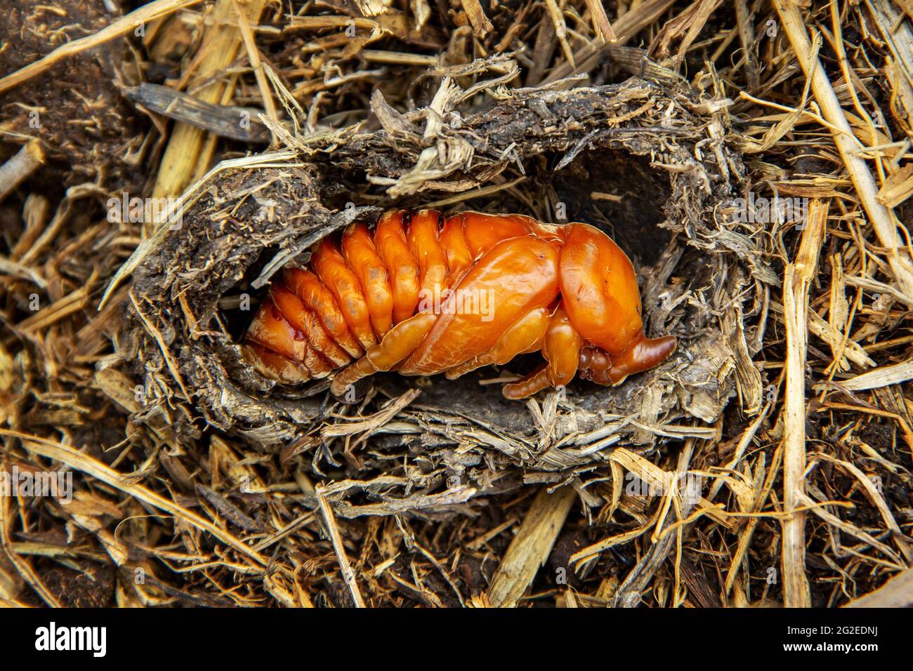 pupa of coconut rhinoceros beetle in a cavity made up of straw. evil ...