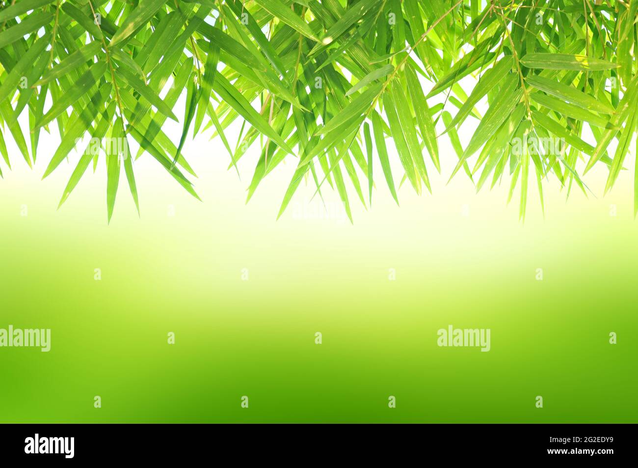 Green Bamboo leaf abstract background Stock Photo - Alamy