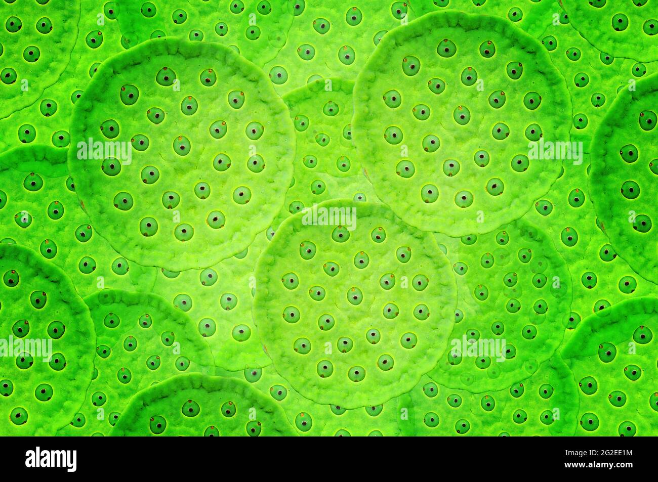 Seed pods circle hi-res stock photography and images - Alamy