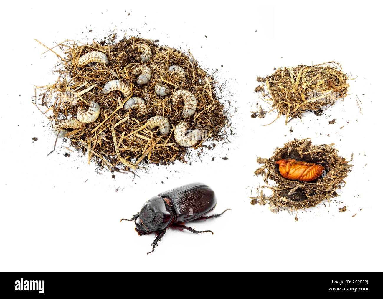 Life cycle of coconut rhinoceros beetle from masses white worm larvae ...