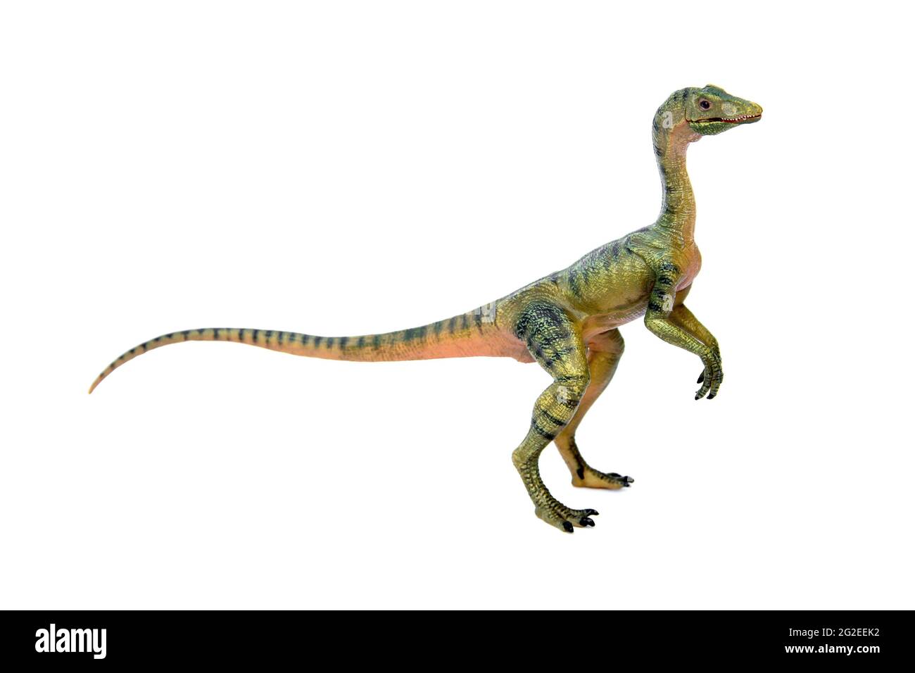 Compsognathus or Compy is dinosaur theropod carnivorous in genus of ...