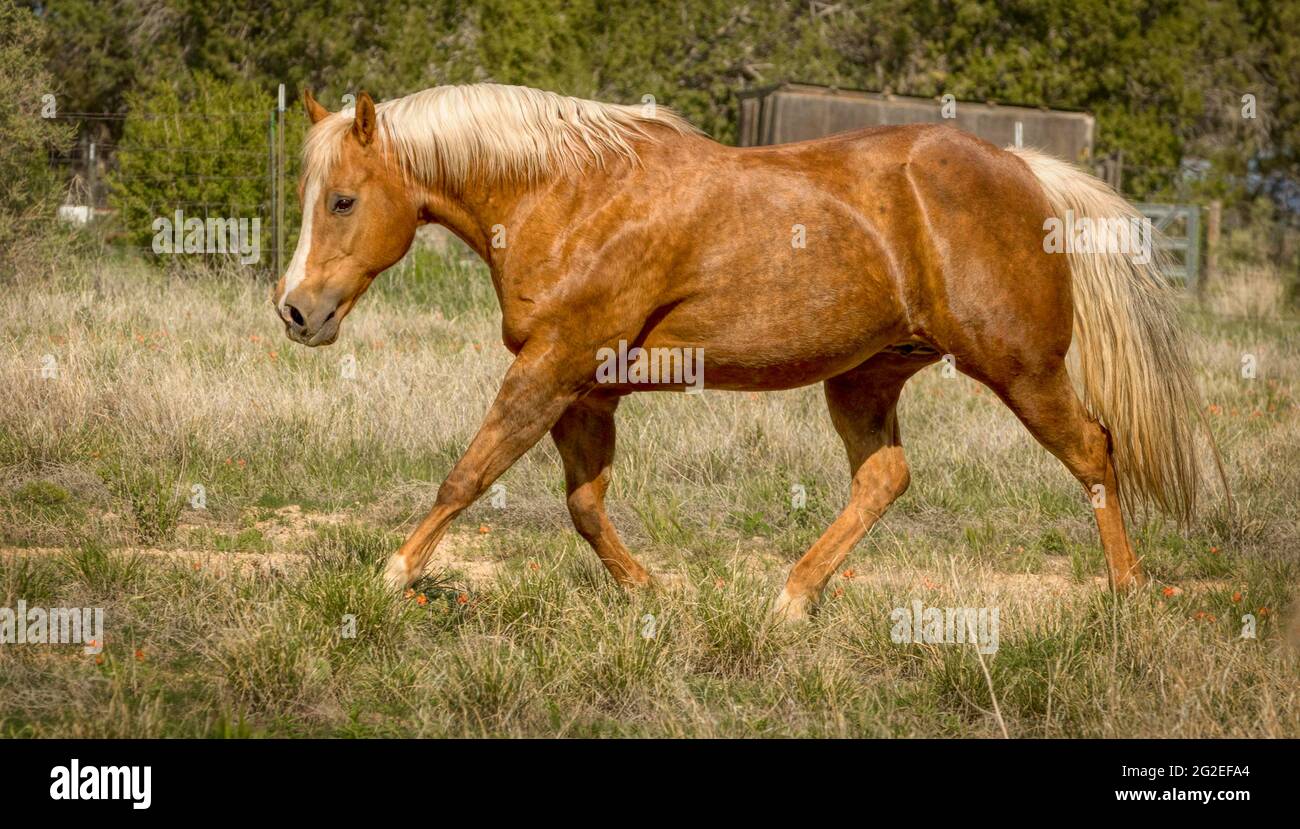 Golden Palomino Wild Horse High Resolution Stock Photography and Images ...