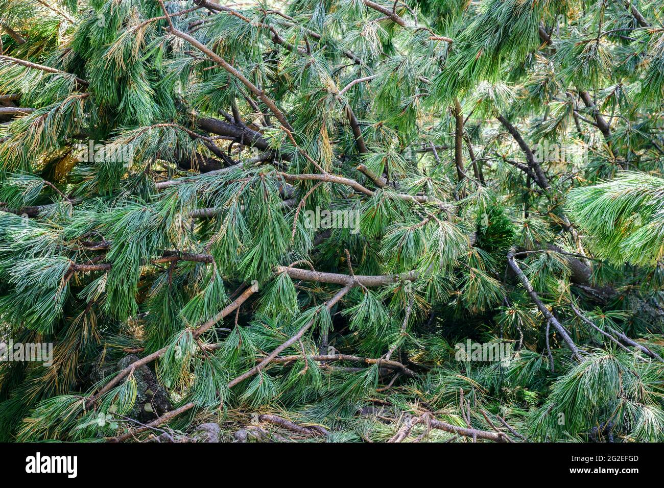 Fallen pine tree hi-res stock photography and images - Alamy