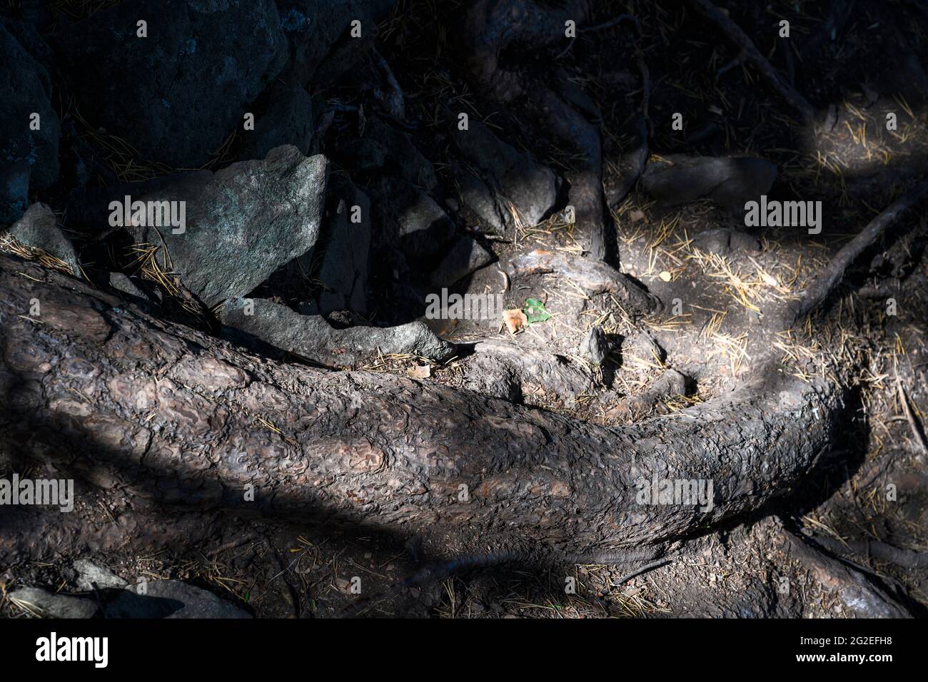 Trunk bending hi-res stock photography and images - Alamy
