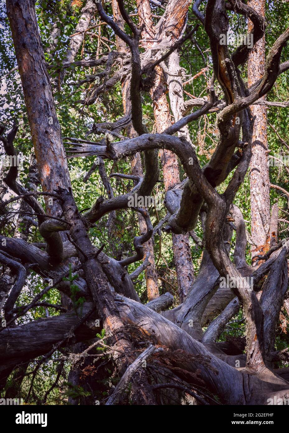 Intertwining branches create hi-res stock photography and images - Alamy