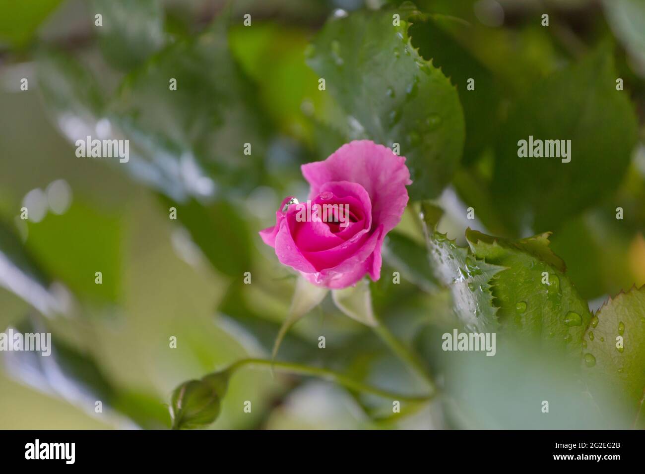 Pink Rose, beautiful nature background Stock Photo - Alamy