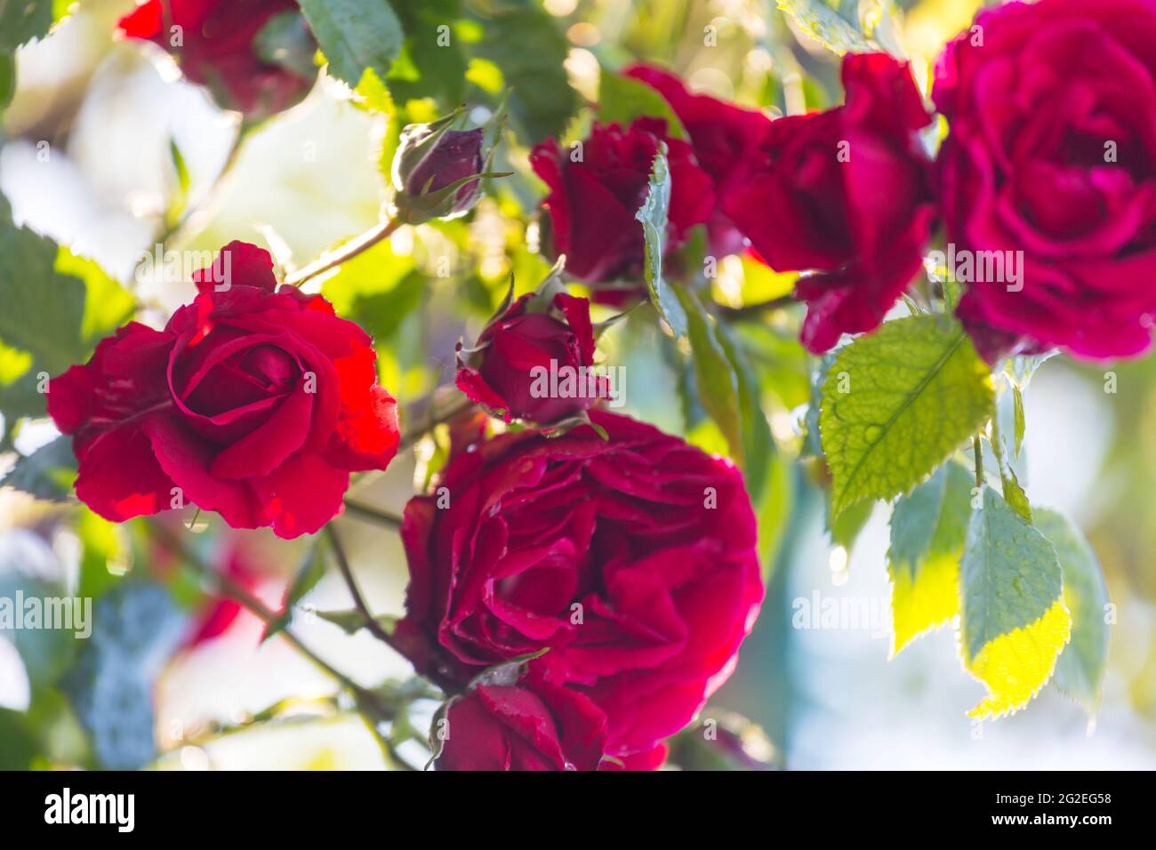 Pink Rose, beautiful nature background Stock Photo - Alamy