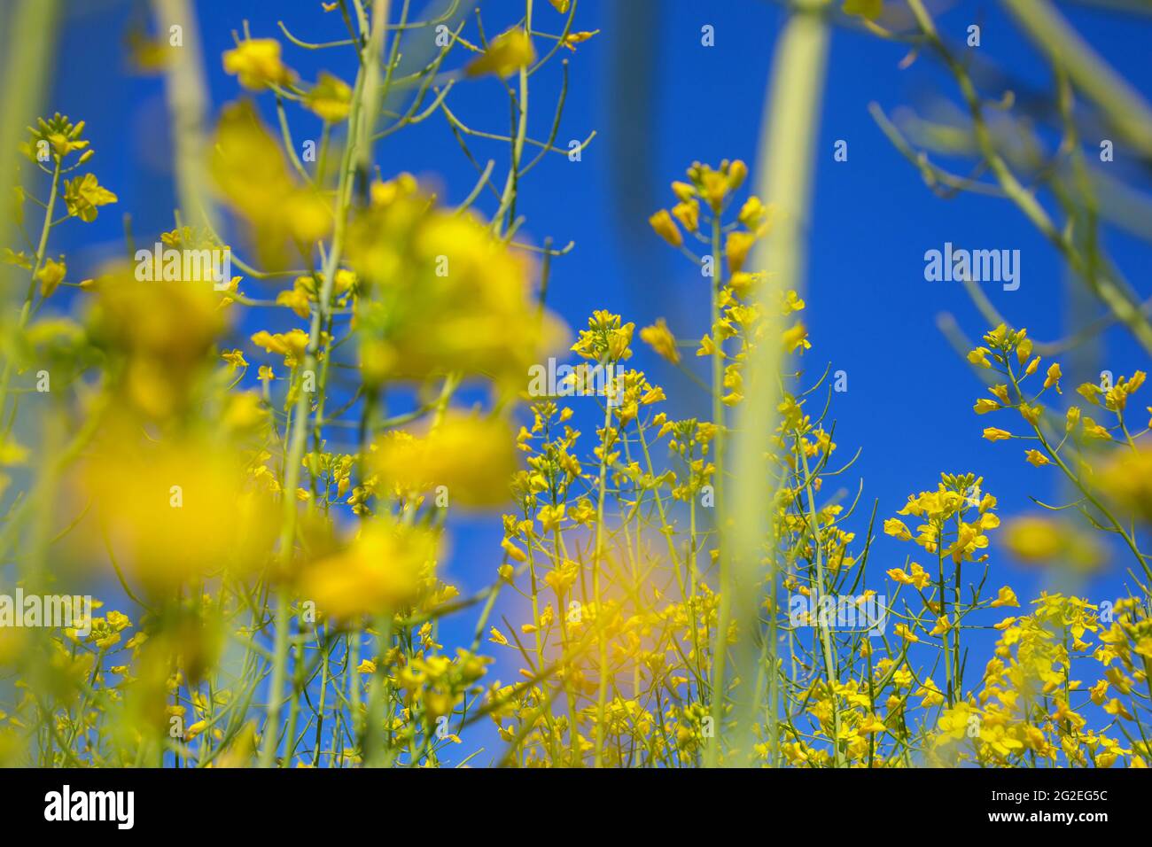 Rural landscapes yellow field hi-res stock photography and images - Alamy