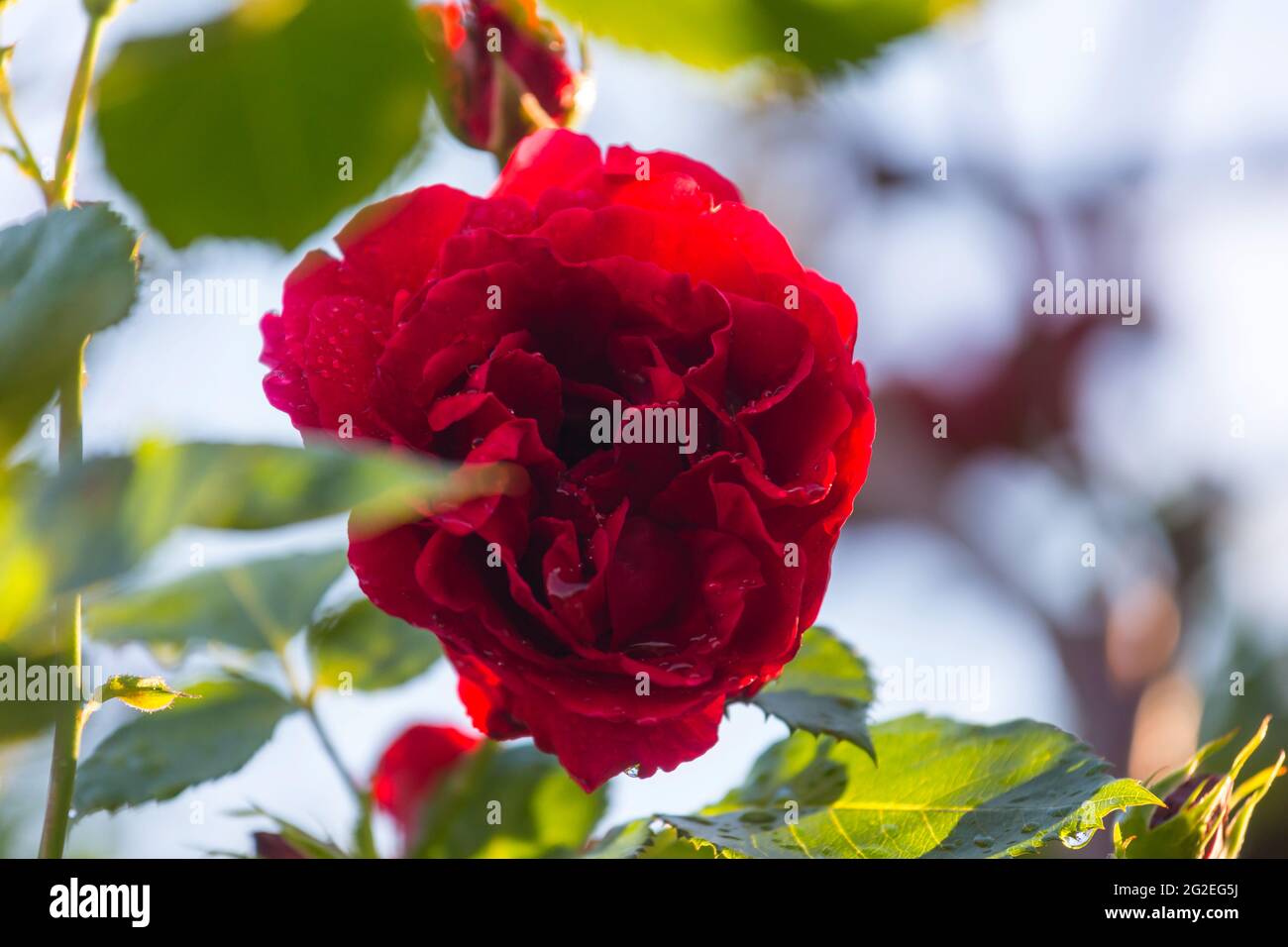 Pink Rose, beautiful nature background Stock Photo - Alamy