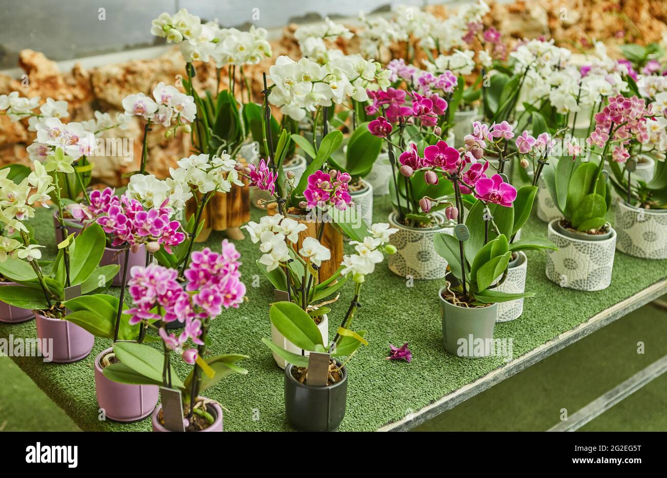 Fancy colored orchids blooming in pots in the park Stock Photo - Alamy